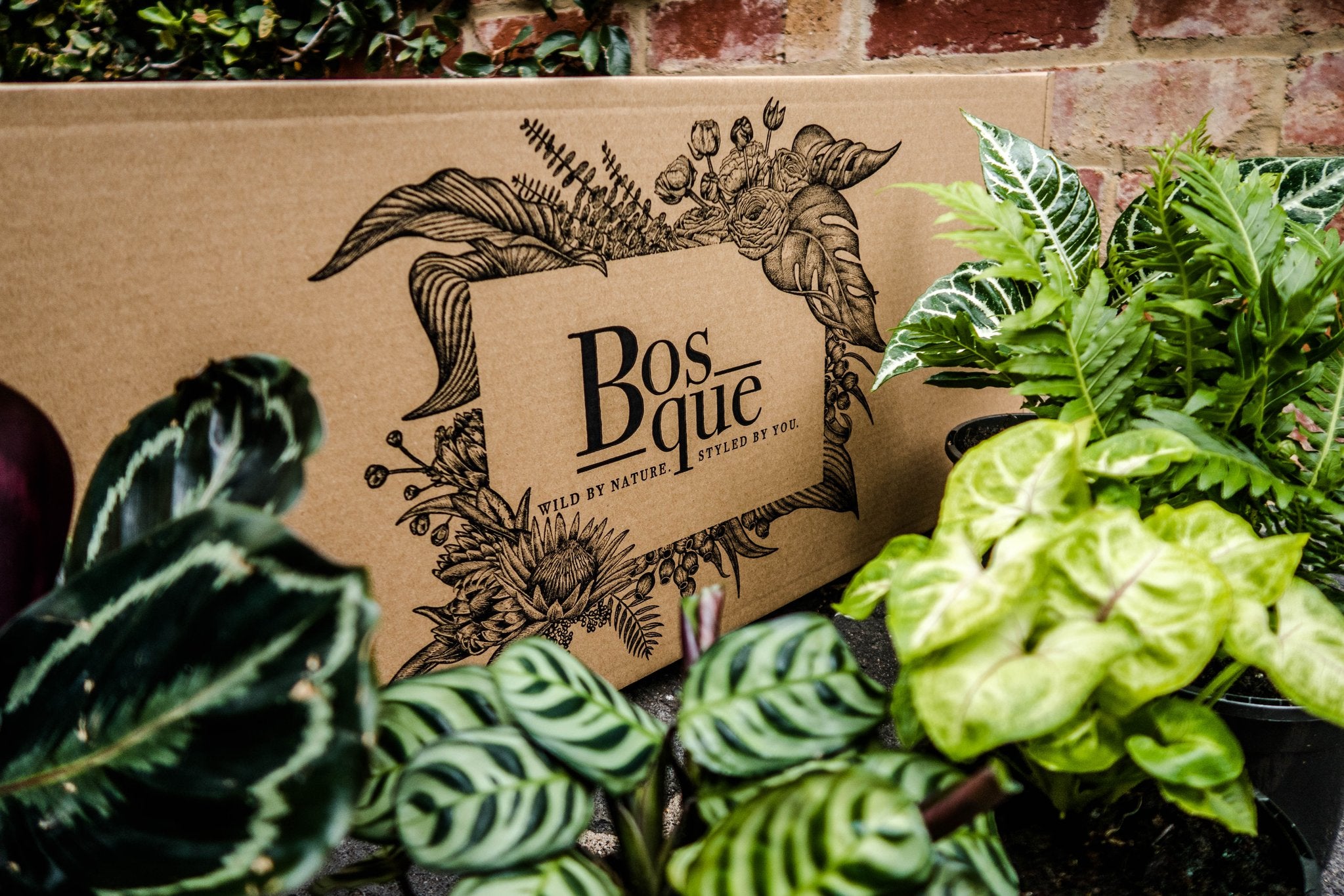 Indoor Plant Gift Boxes – Bosque